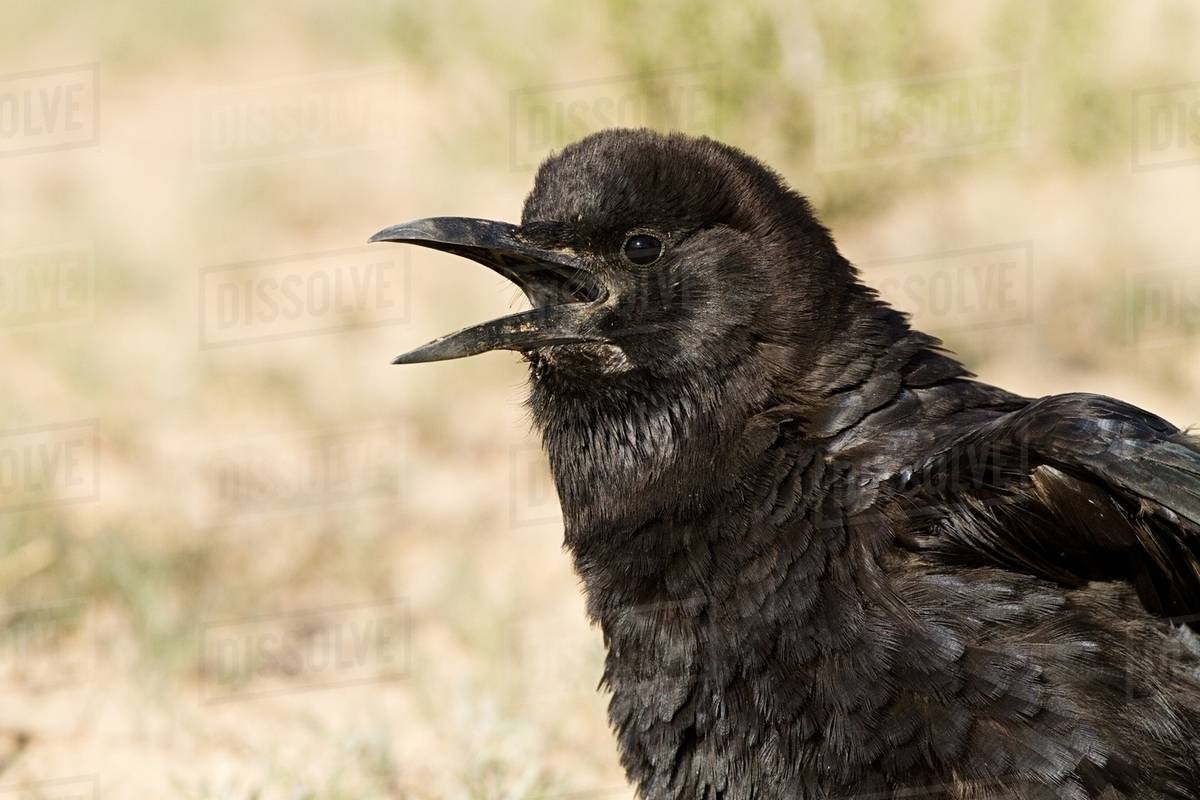 Black crow, close up - Royalty-free Stock Photo | Dissolve