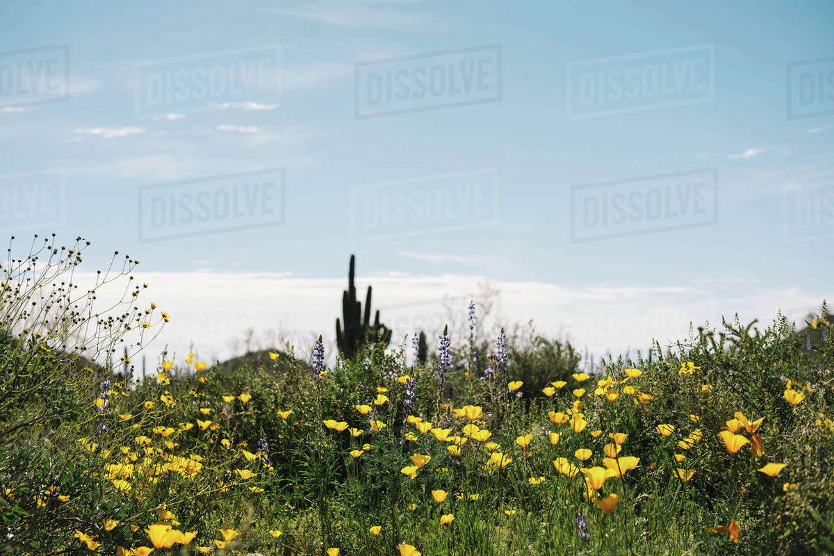 Wildflower meadow, Wadell, Arizona, USA - Royalty-free Stock Photo ...