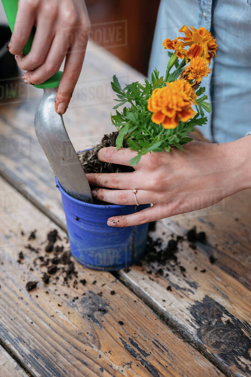 Cropped view of woman potting plant - Royalty-free Stock Photo | Dissolve