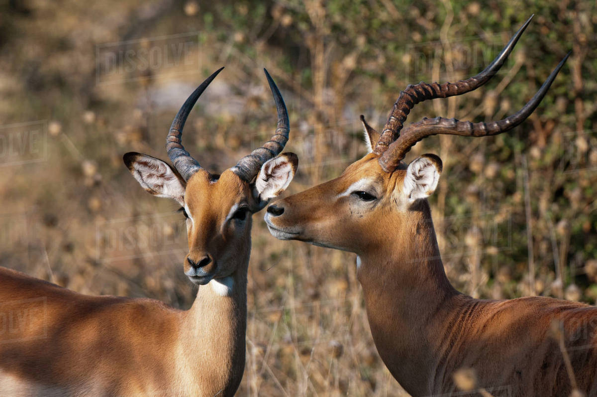 Two Impalas (Aepyceros melampus), Savute Channel, Linyanti, Botswana ...