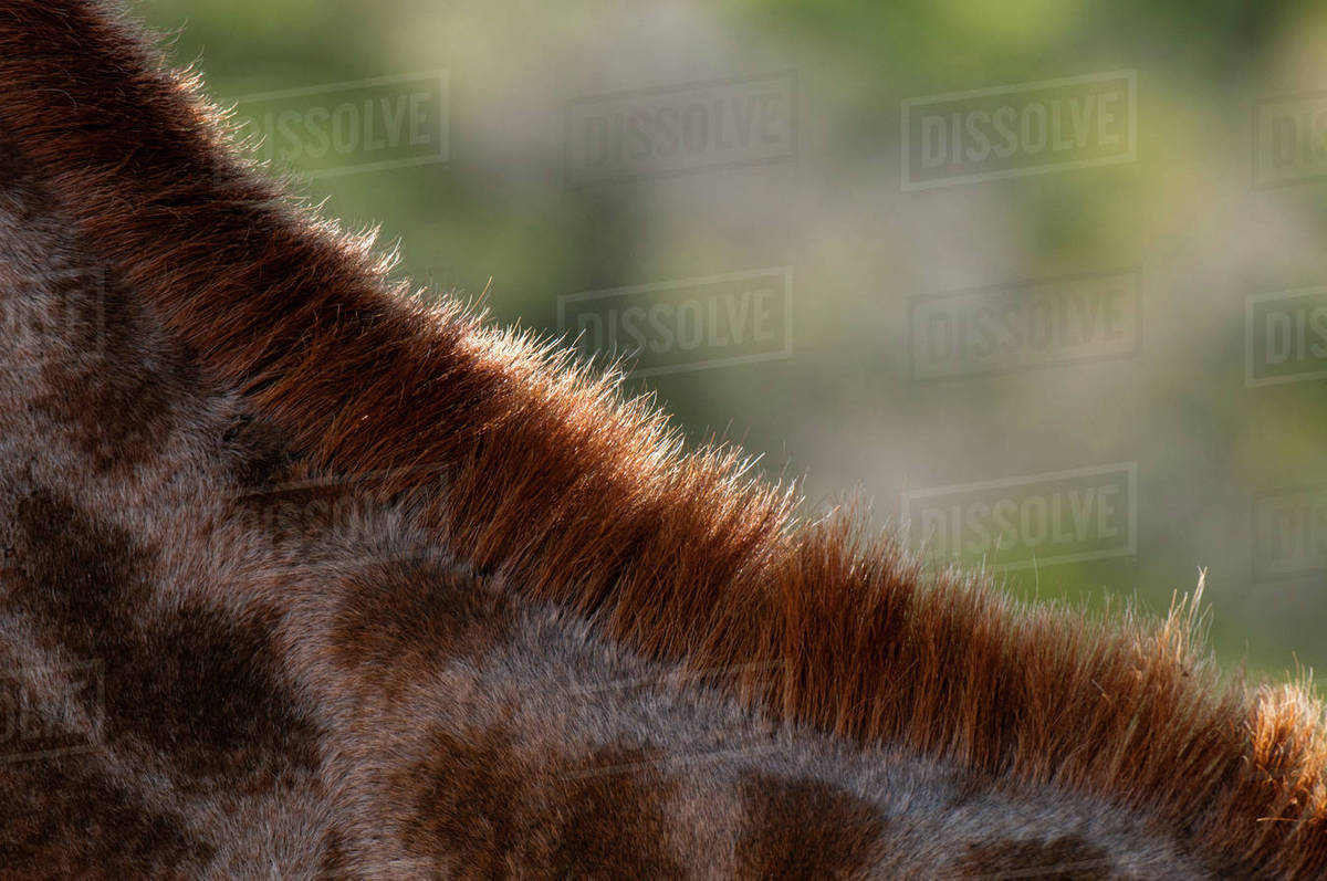 Details of giraffe's neck (Giraffa camelopardalis), Kariega Game ...