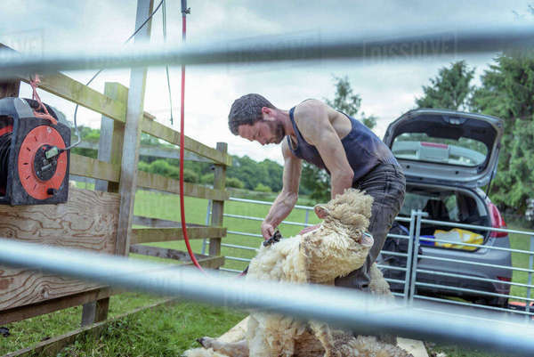 Sheep shearer shearing sheep in holding pen in field - Stock Photo ...
