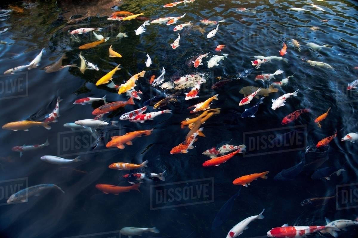 Koi carp in pond - Stock Photo - Dissolve