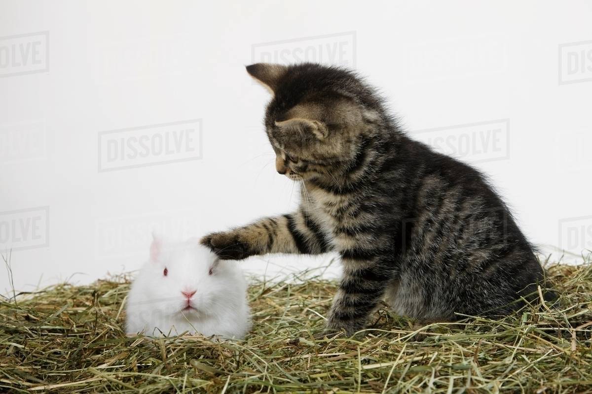 Kitten and rabbit - Stock Photo - Dissolve
