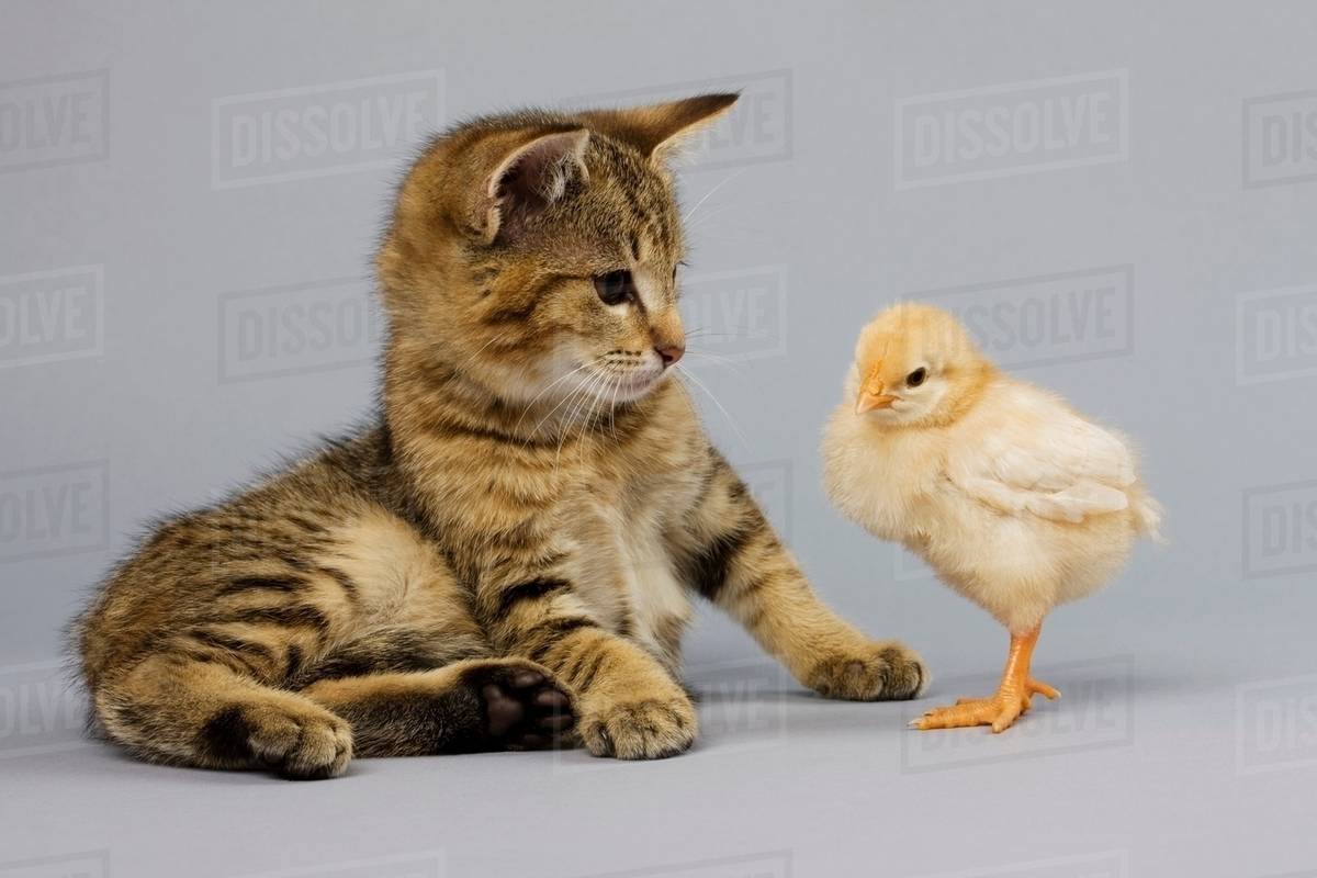 Kitten and chick - Royalty-free Stock Photo | Dissolve