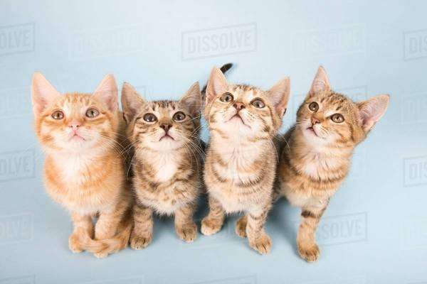 Four cats looking up - Royalty-free Stock Photo | Dissolve
