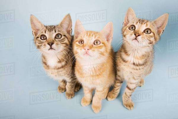 Three cats looking up - Royalty-free Stock Photo | Dissolve