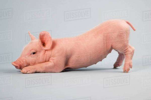 Piglet lying down - Royalty-free Stock Photo | Dissolve