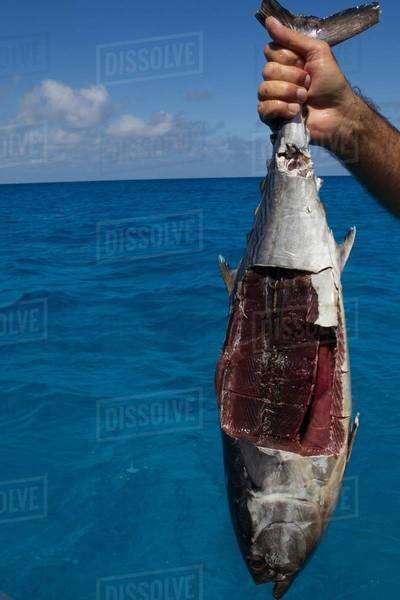 Mutilated Fish Used for Chum - Royalty-free Stock Photo | Dissolve