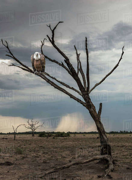 Vulture perched in dead tree, Yaro, Okavango, Namibia, Africa - Royalty ...