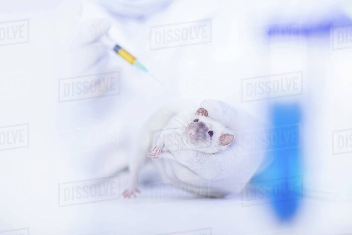 Laboratory worker injecting white rat, using syringe, close-up ...
