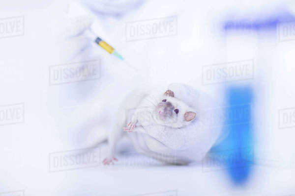 Laboratory worker injecting white rat, using syringe, close-up ...