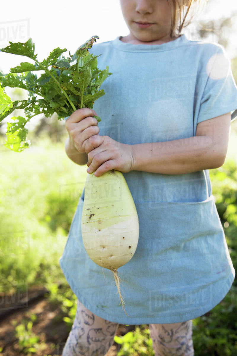 Young girl on farm, holding freshly picked daikon radish, mid section ...
