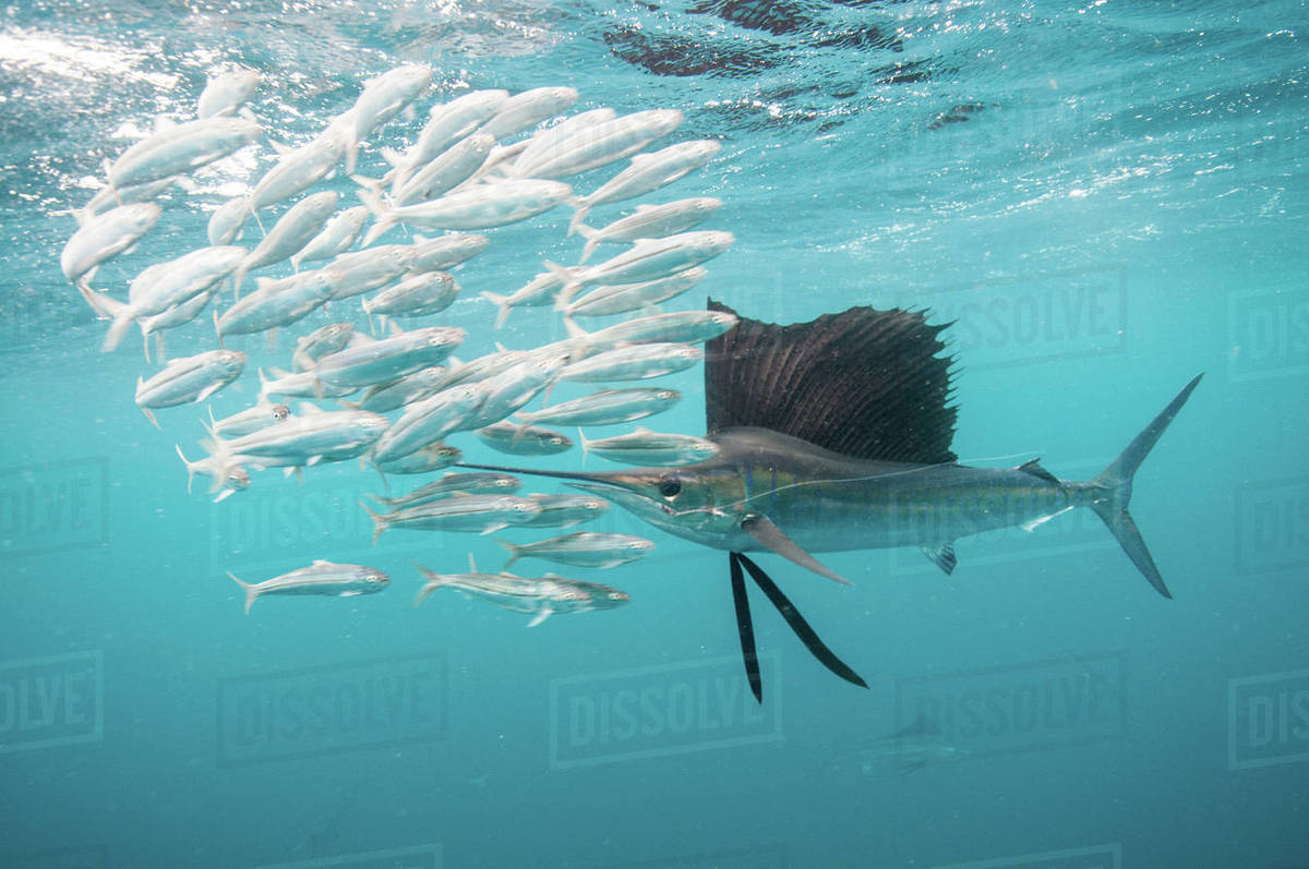 Sailfish hunting sardine baitballs close to surface - Royalty-free ...