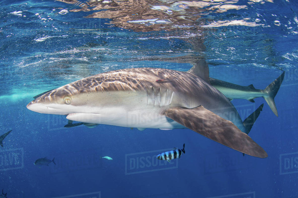 Silky shark in blue water, Revillagigedo, Tamaulipas, Mexico - Royalty ...