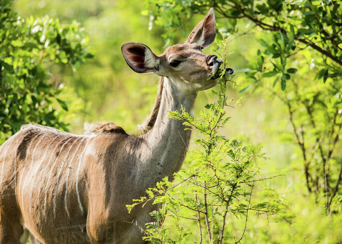 An antelope feeding on foliage in Kruger National Park, South Africa ...