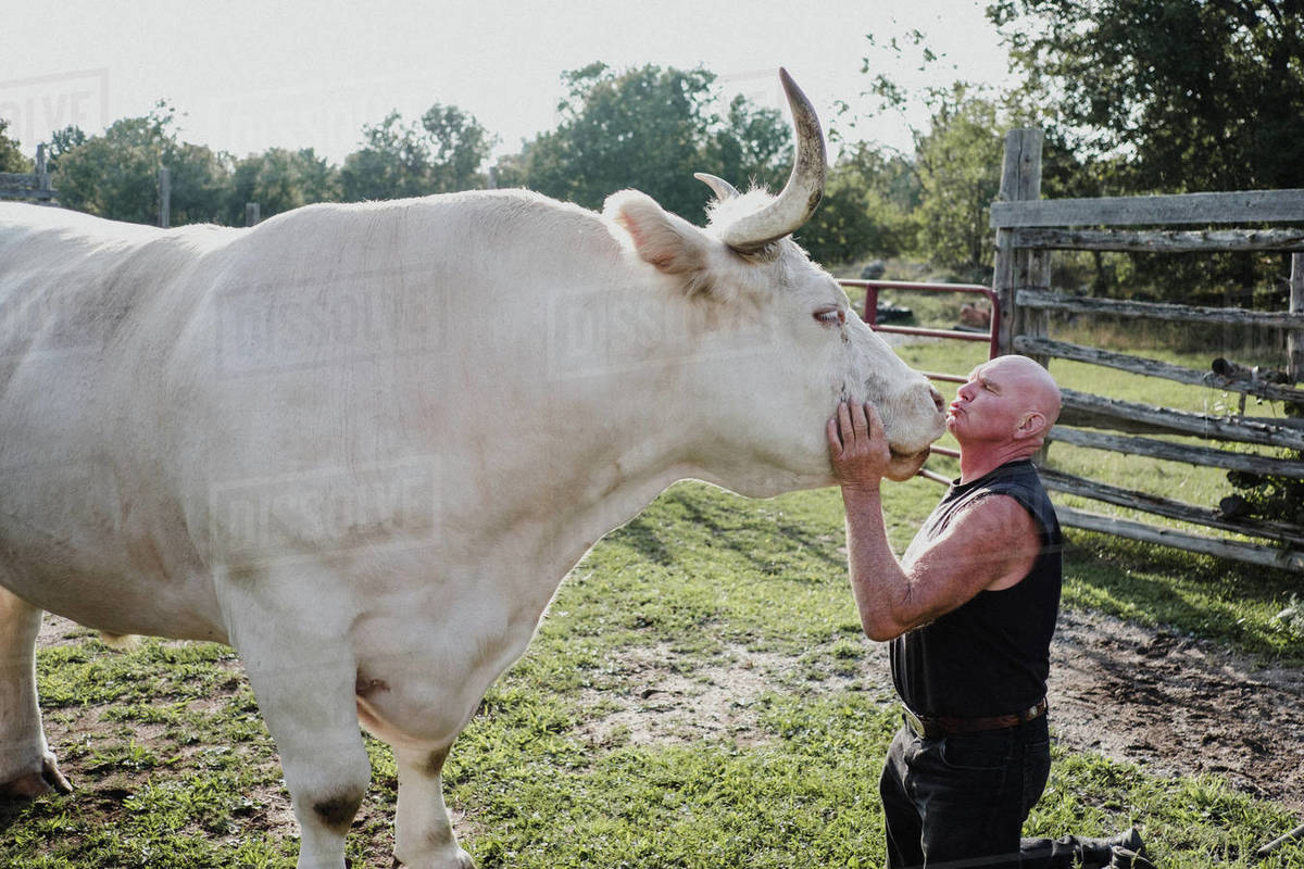 Man kneeling on ground kissing bull - Royalty-free Stock Photo | Dissolve