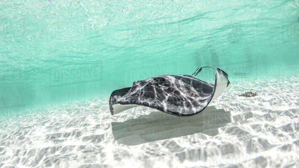 Southern stingray, Cozumel, Quintana Roo, Mexico - Royalty-free Stock ...