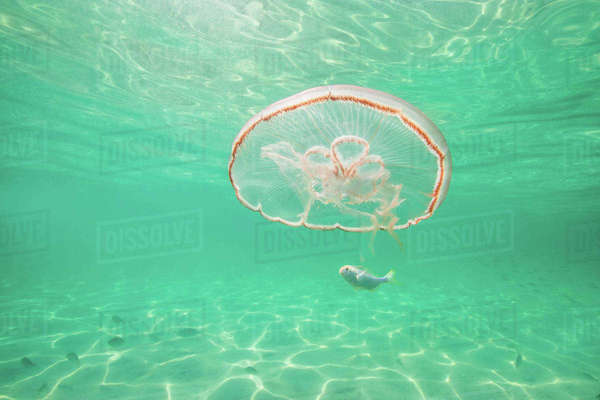 Moon jellyfish harbouring baby fish for protection against predators ...