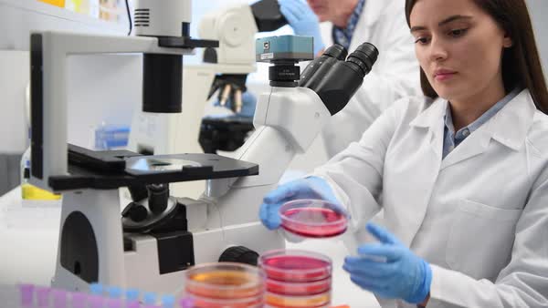 Scientist positioning petri dish under microscope in laboratory/ High ...