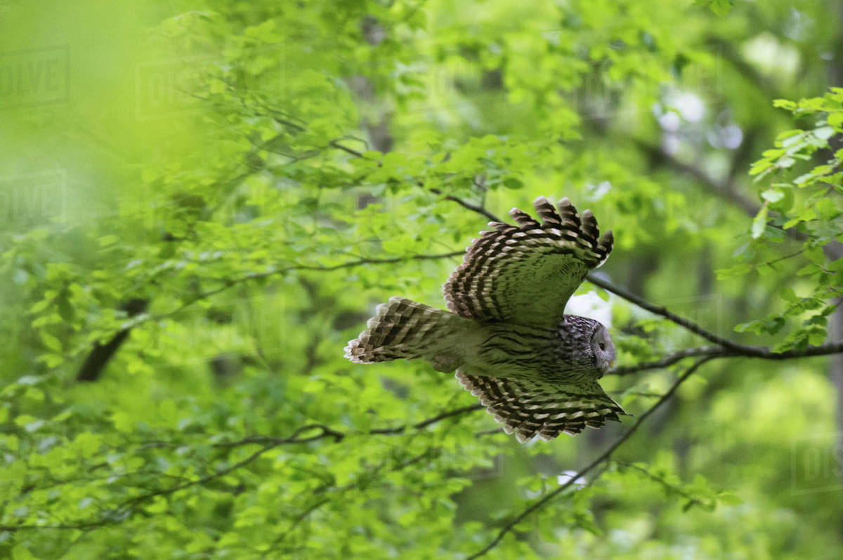 Ural owl (Strix uralensis) in flight, Notranjska forest, Slovenia ...