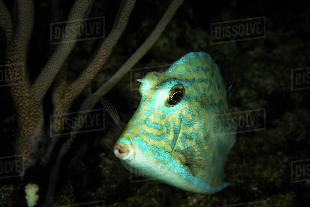 Underwater view of a cowfish, close up, Eleuthera, Bahamas - Royalty ...