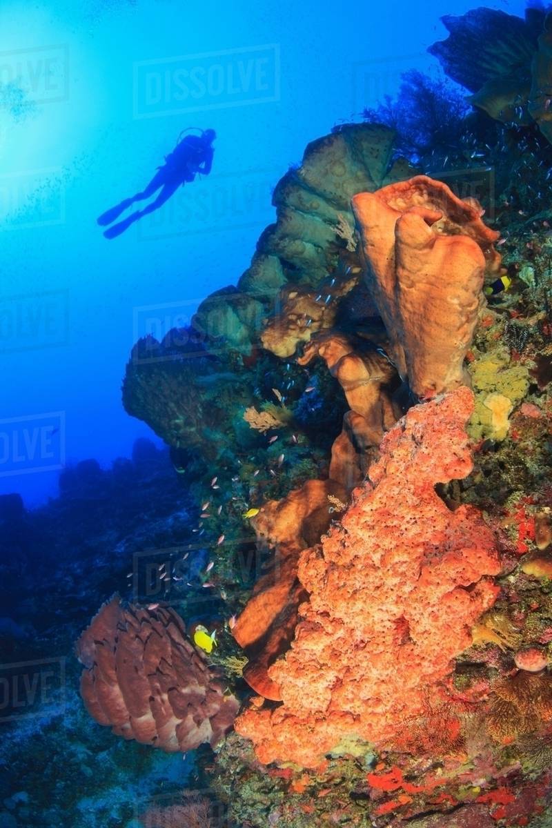 Diver swimming in coral reef - Royalty-free Stock Photo | Dissolve