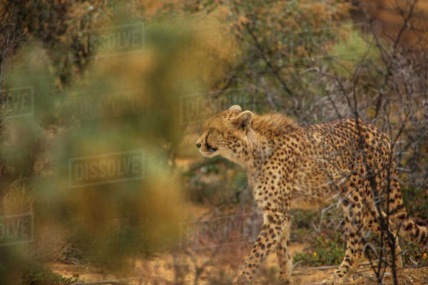 Cheetah in bushes, Touws River, Western Cape, South Africa - Royalty ...