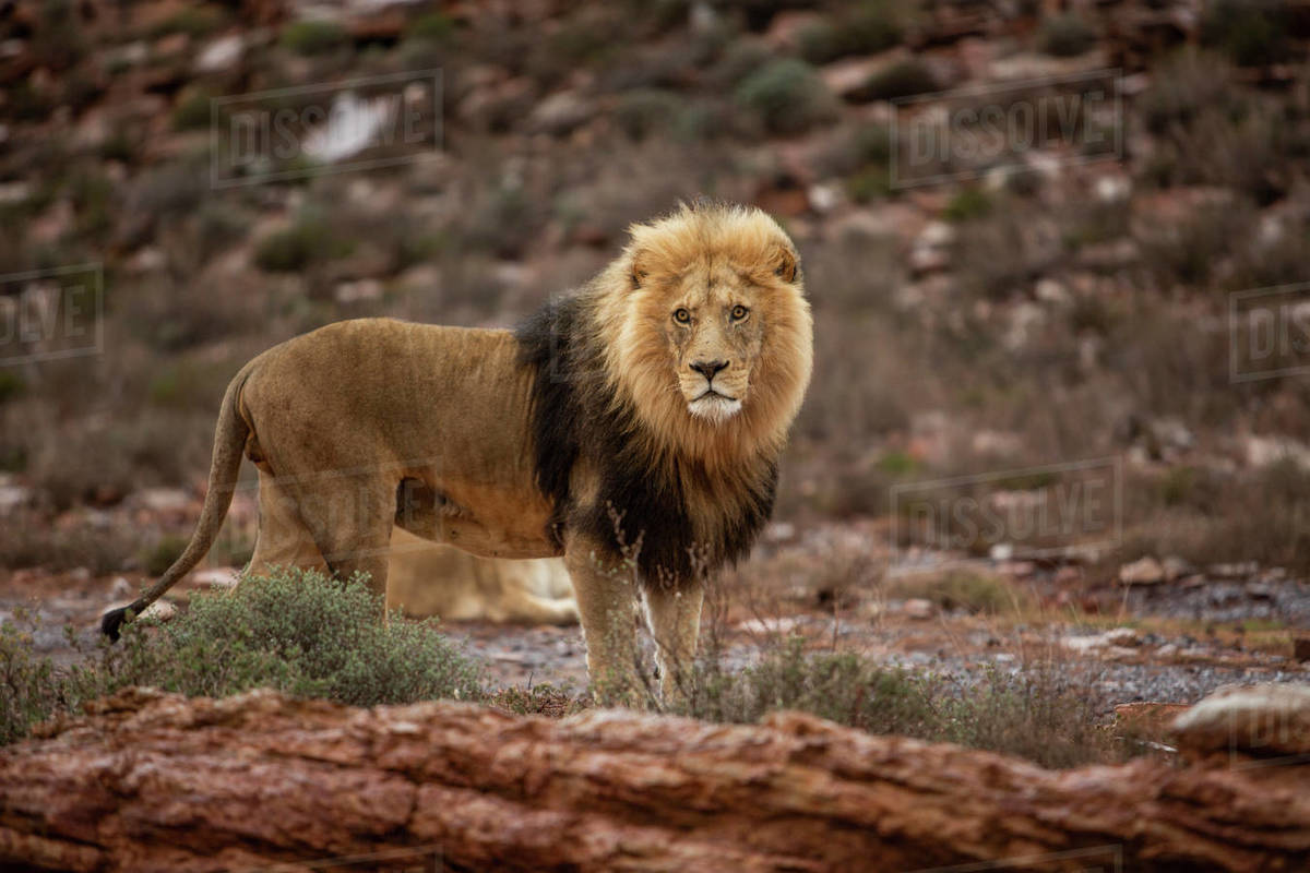 Lion in nature reserve, Touws River, Western Cape, South Africa - Stock ...