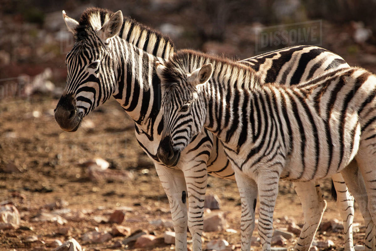 Zebra and calf in nature reserve, Touws River, Western Cape, South ...