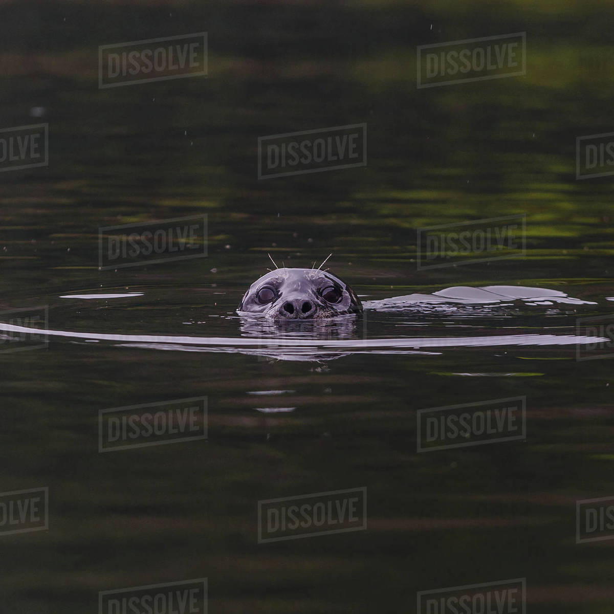 Curious seal at water surface, Squamish River, Howe Sound, Canada ...