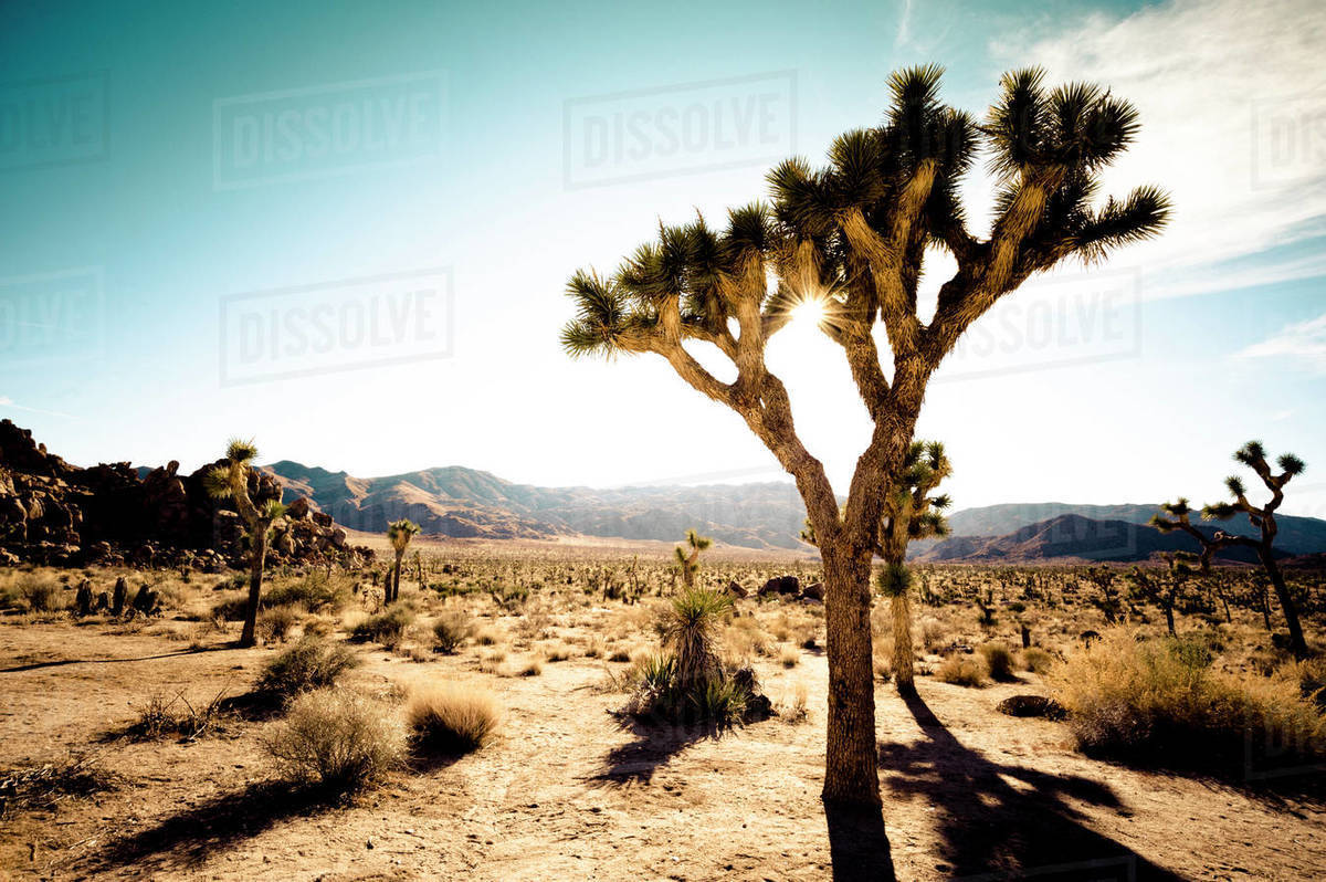 Hidden Valley, Joshua Tree National Park, California, USA - Royalty ...