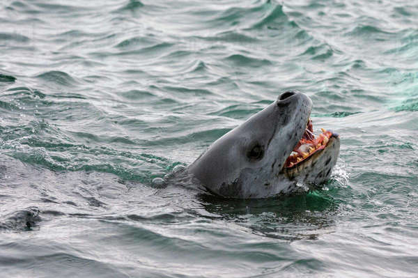 Leopard seal (Hydrurga leptonyx) swimming in sea, Petermann Island ...