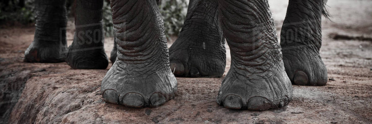 Cropped shot of African elephant feet (Loxodonta africana), Tsavo East ...