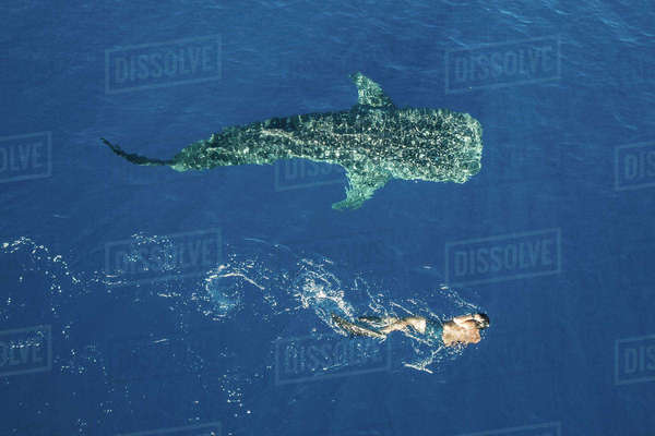 Man swimming beside humpback whale - Royalty-free Stock Photo | Dissolve
