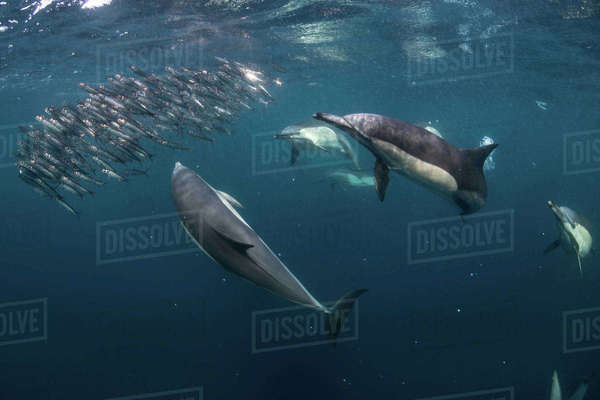 Sardine baitballs being hit by multiple predators - Royalty-free Stock ...