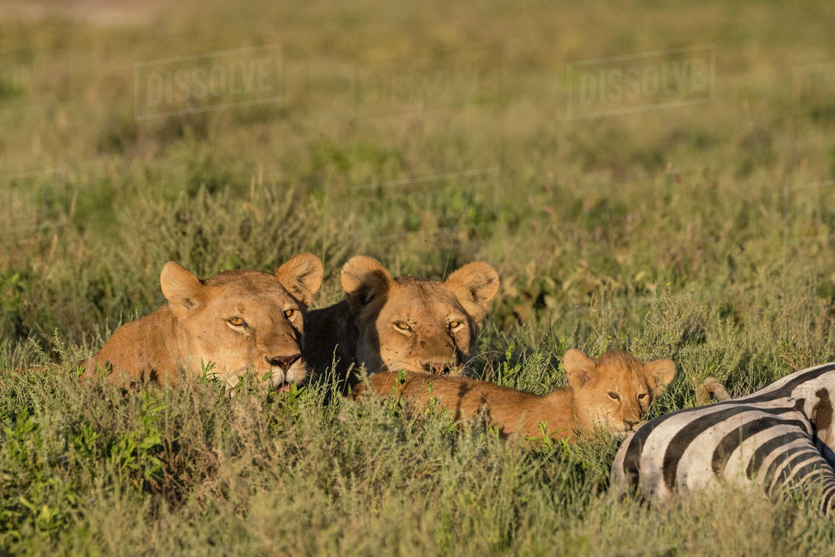 Two lioness (Panthera leo) relaxing beside 5 weeks old cub on common ...