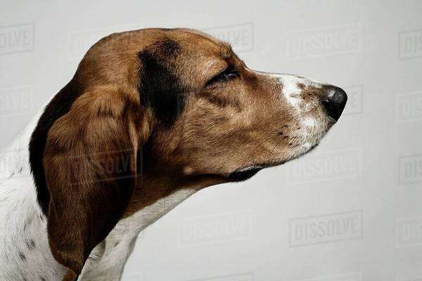 Head of basset hound - Royalty-free Stock Photo | Dissolve