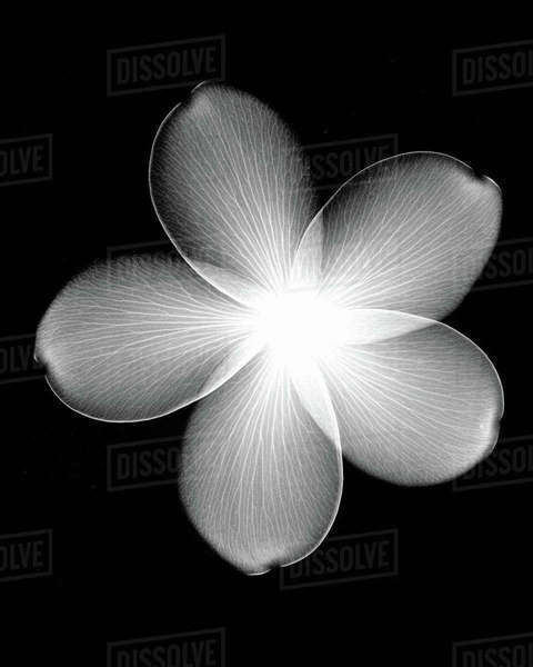 Inverted image of plumeria flower - Stock Photo - Dissolve