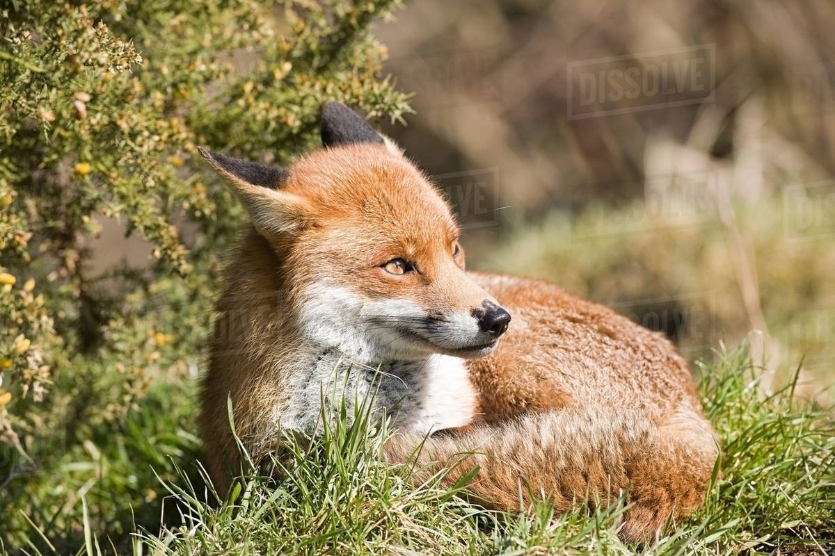 Red fox - Royalty-free Stock Photo | Dissolve