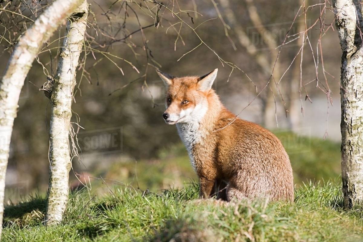 Red fox - Royalty-free Stock Photo | Dissolve
