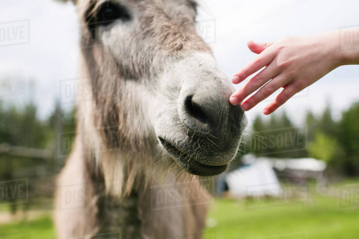 Canada, Ontario, Kingston, Boys (8-9) hand touching donkeys nose ...