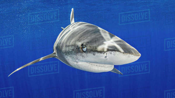 Bahamas, Blue marlin swimming near Cat Island - Royalty-free Stock ...