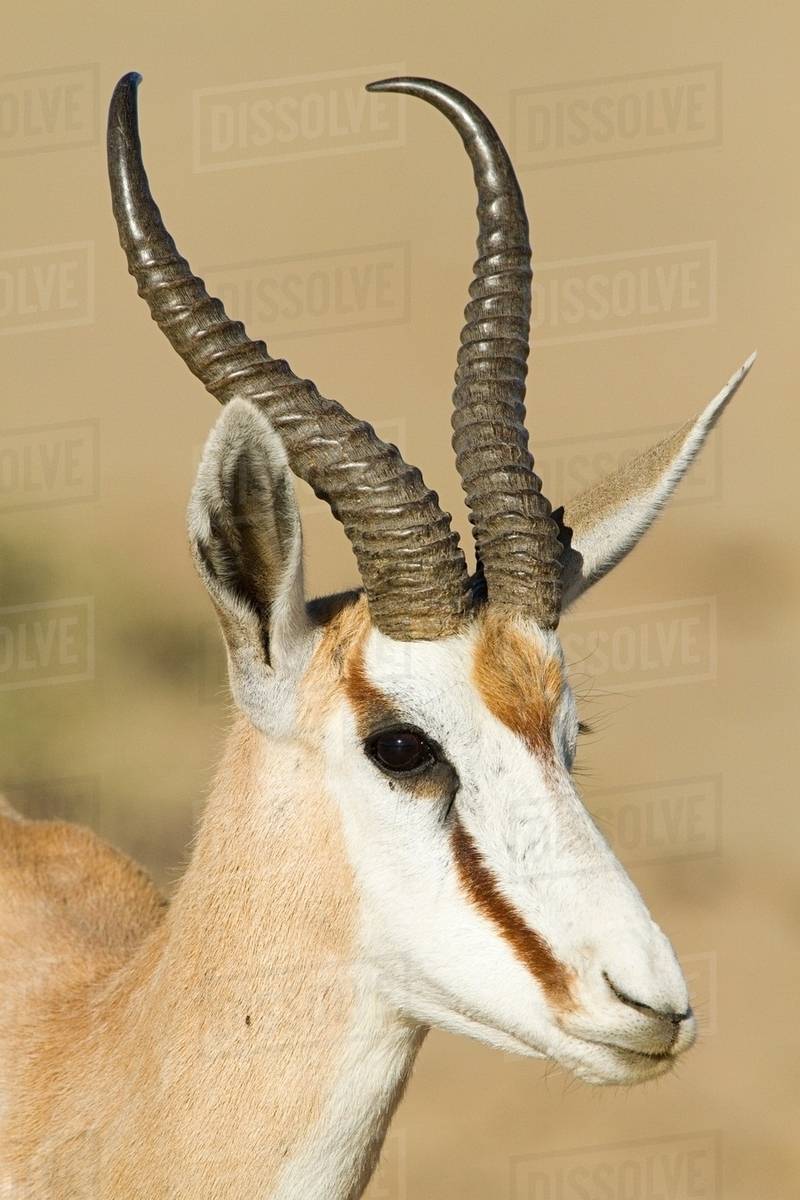 Springbok, portrait - Royalty-free Stock Photo | Dissolve