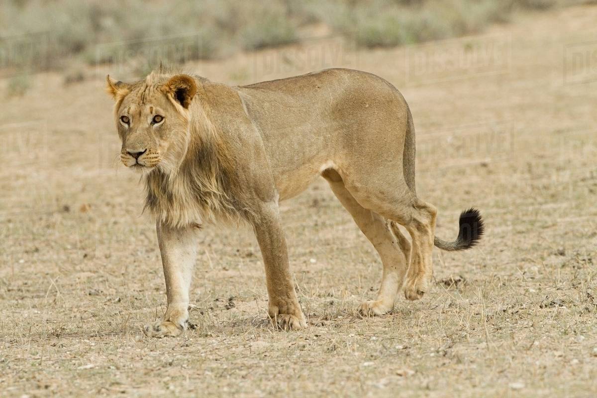 African lioness - Royalty-free Stock Photo | Dissolve