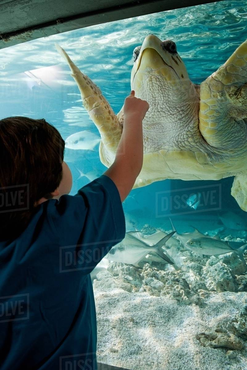Boy pointing at sea turtle in aquarium - Royalty-free Stock Photo ...