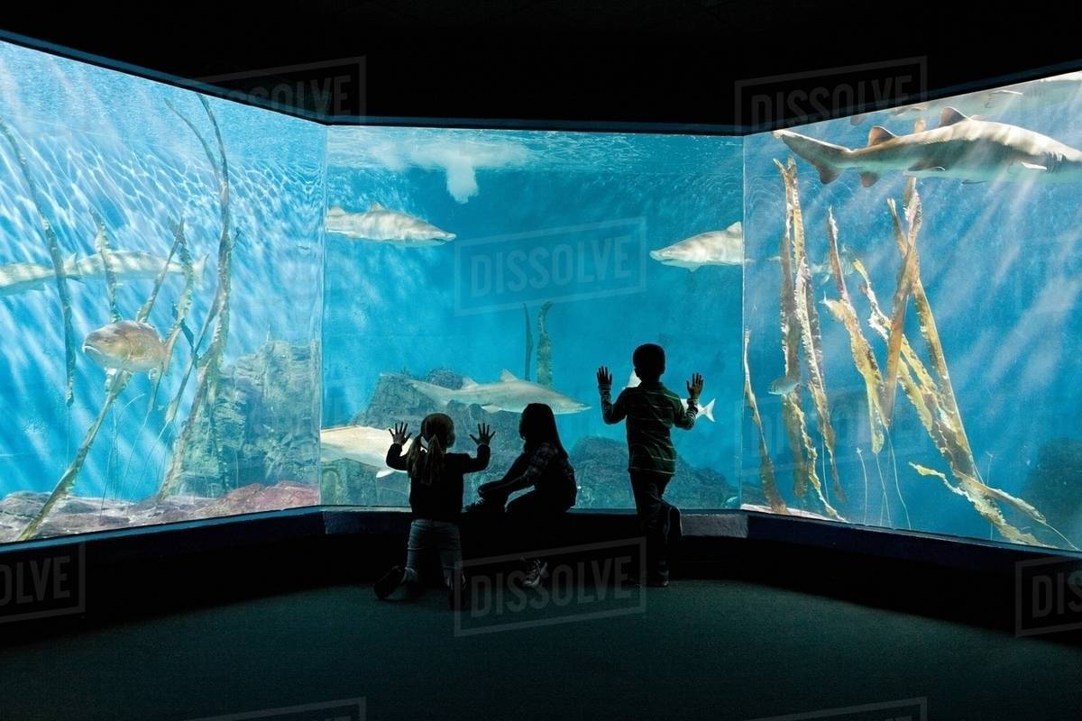 Children watching fish in aquarium - Royalty-free Stock Photo | Dissolve