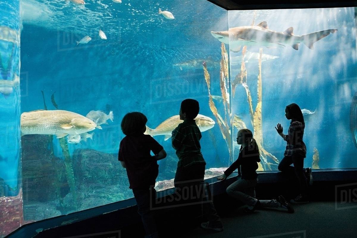 Children watching fish in aquarium - Royalty-free Stock Photo | Dissolve