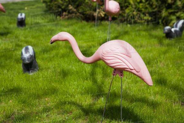 Plastic flamingo on lawn - Stock Photo - Dissolve
