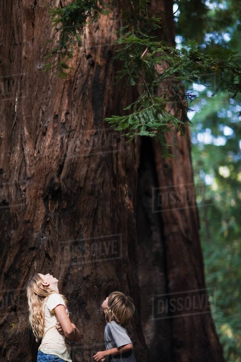Two children looking up at a tree - Royalty-free Stock Photo | Dissolve